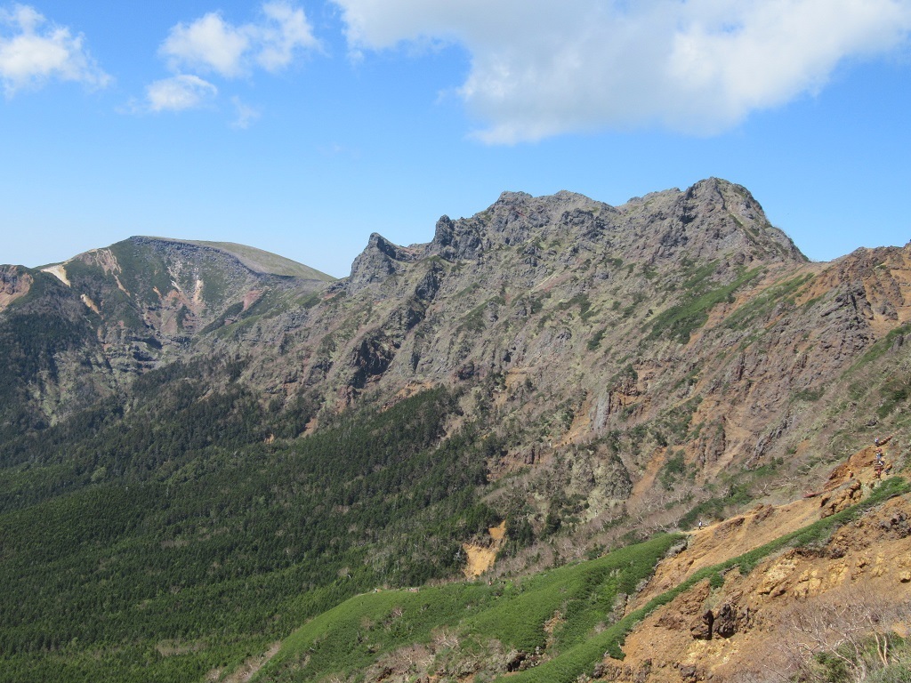 八ヶ岳の植物: とりらいん